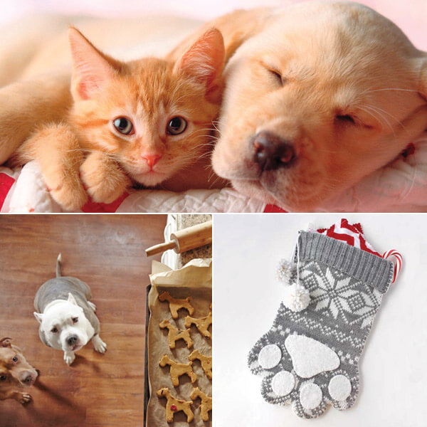 DIY Christmas Gifts For Pets Hallmark Ideas Inspiration DIY Christmas Gifts For Pets Hallmark Ideas Inspiration